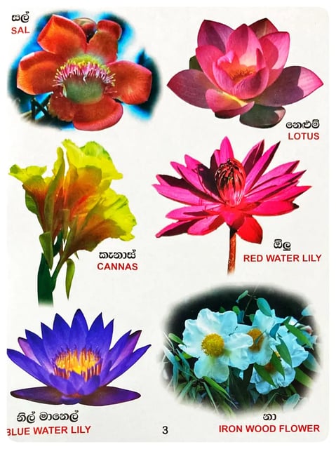 රූප සතර - මල් | Sathara Picture Book - Flowers | Sathara Publications ...